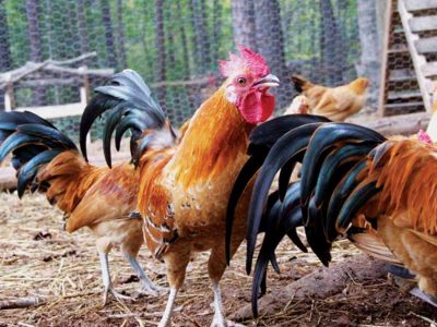Heritage Chicken Breeds for Your Backyard | Grit